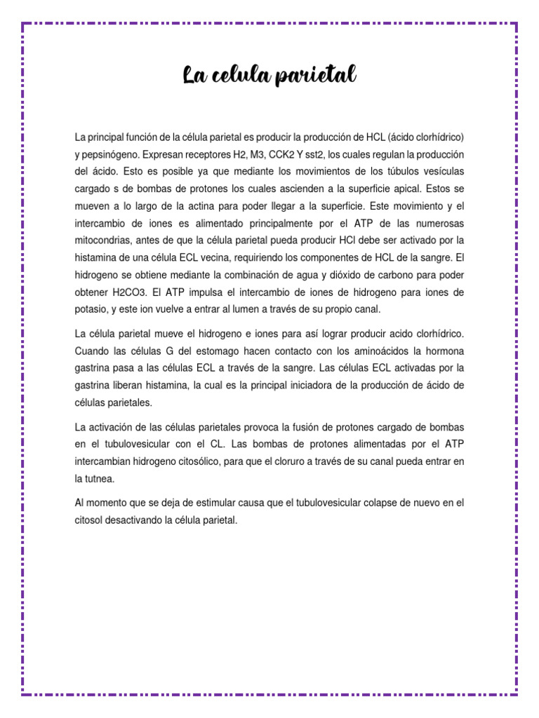 La Celula Parietal- Resumen | PDF