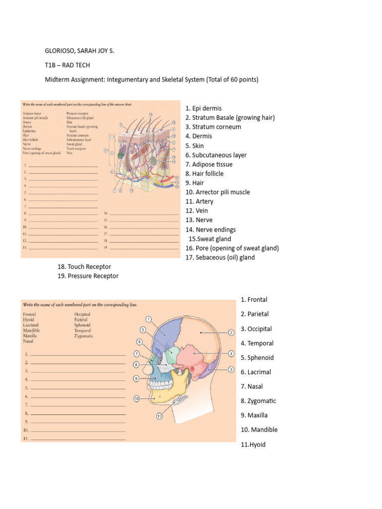 Integumentary & Skeletal System Overview | PDF | Integumentary System ...