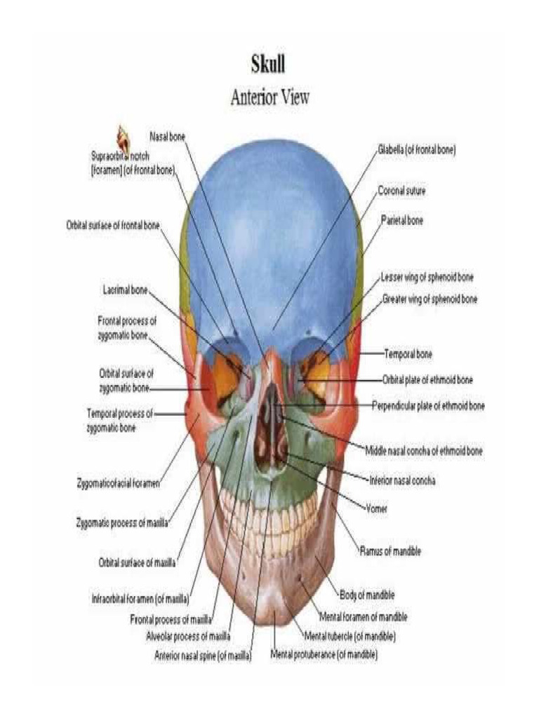 Skeletal Skull | PDF