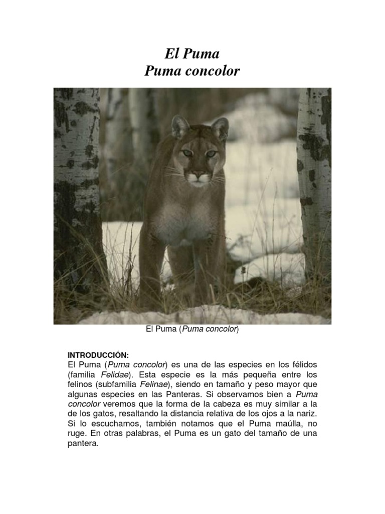 El Puma | PDF | Puma | Felidae