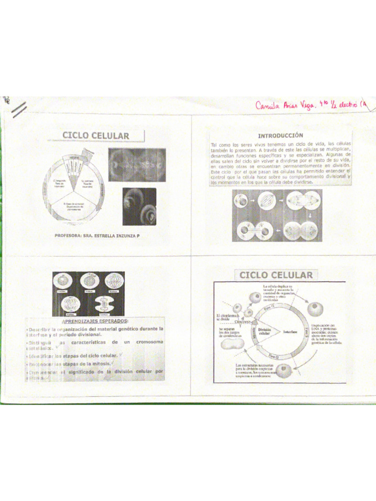 Ciclo Celular | PDF | Mitosis | Ciclo celular