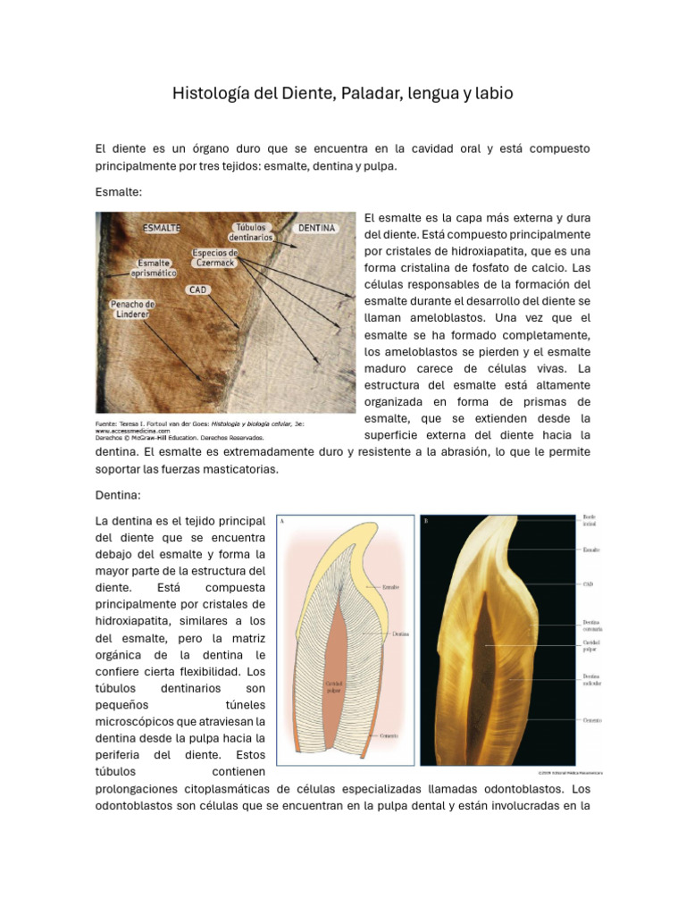 Histología Del Diente, Paladar, Lengua y Labio | Descargar gratis PDF ...