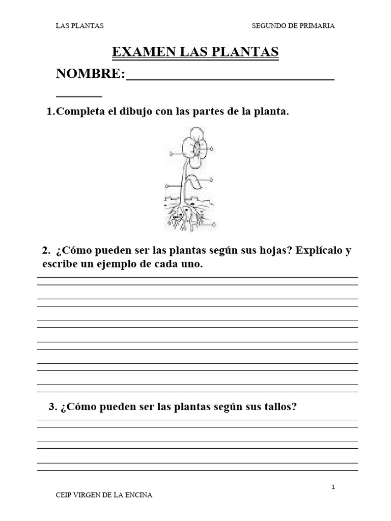 Examen Las Plantas24 | PDF | Ciencia y matemáticas