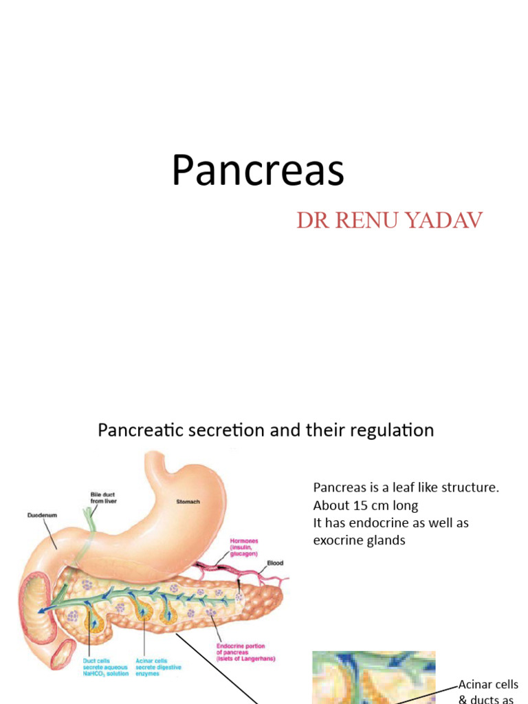 Pancreas 387821788 | PDF | Pancreas | Small Intestine