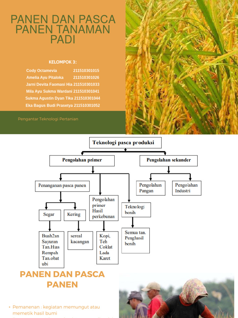 Kelompok 3 - Panen Dan Pasca Panen Pada Padi | PDF