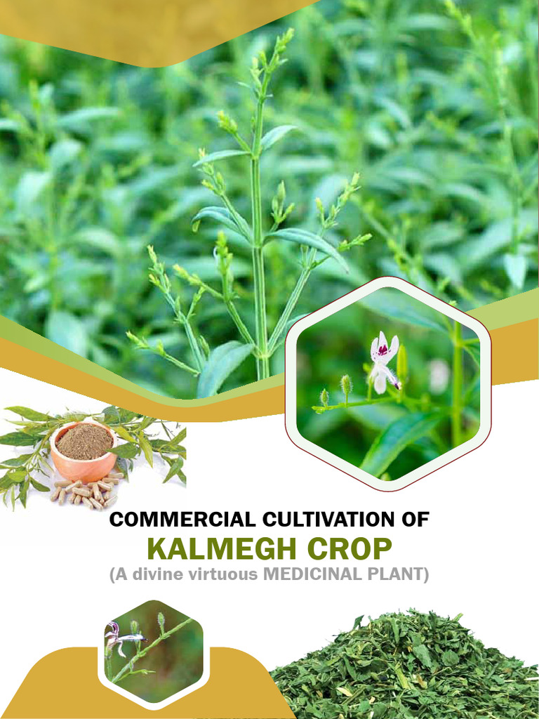 Kalmegh - 4 Months | Download Free PDF | Agriculture | Soil