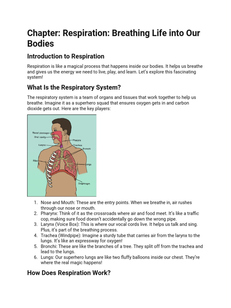 Understanding the Respiratory System | PDF | Respiratory System | Breathing
