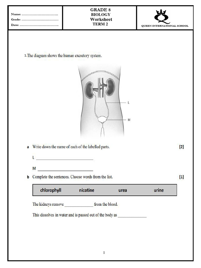 Grade 8 Worksheet: Biology Term 2 | PDF | Games & Activities