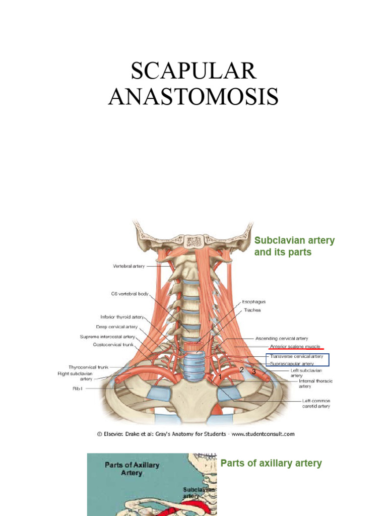 Scapular Anastomosis Overview | PDF | Social Science