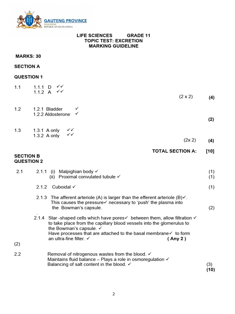 Gr.11 Topic Test - Excretion Memo | PDF | Urinary System | Kidney