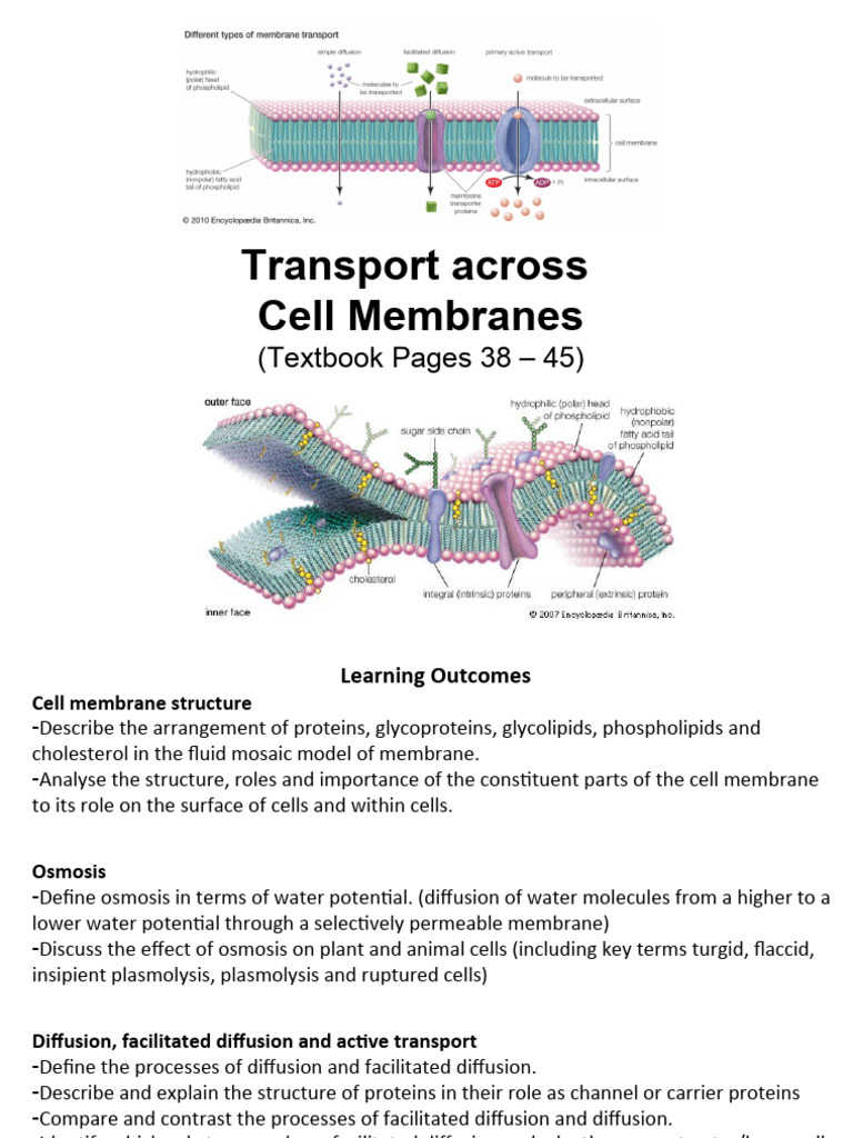 Week 6 Cell Membrane | PDF | Cell Membrane | Osmosis