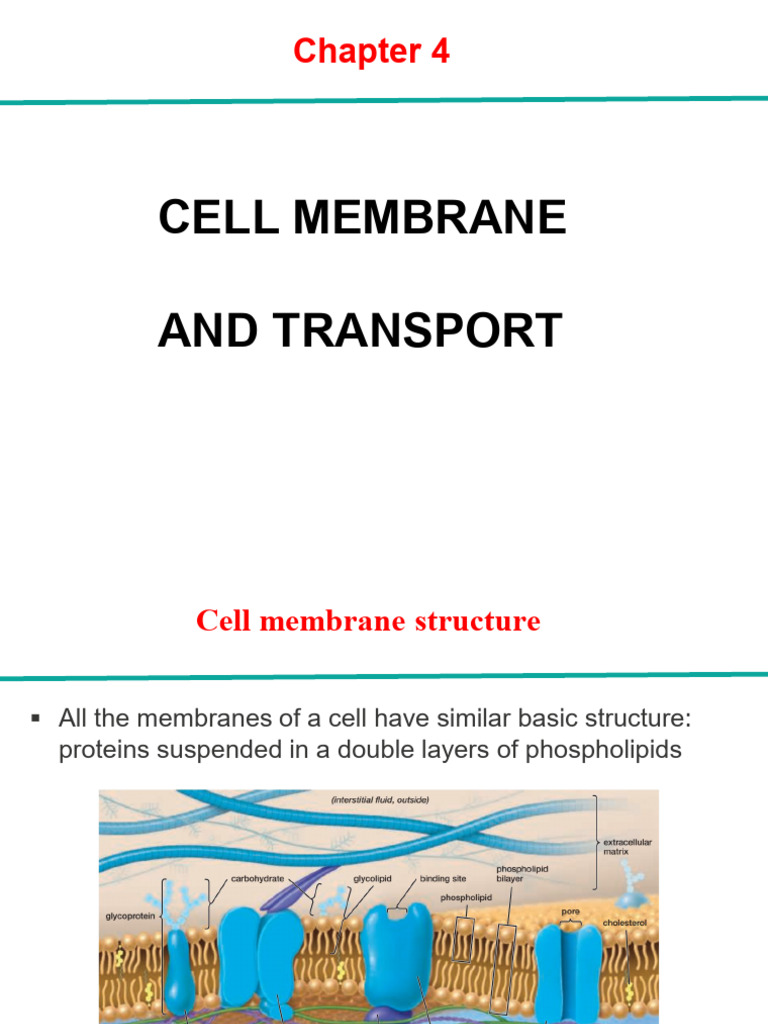 Chapter 4 Cell Membrane | PDF | Cell Membrane | Osmosis