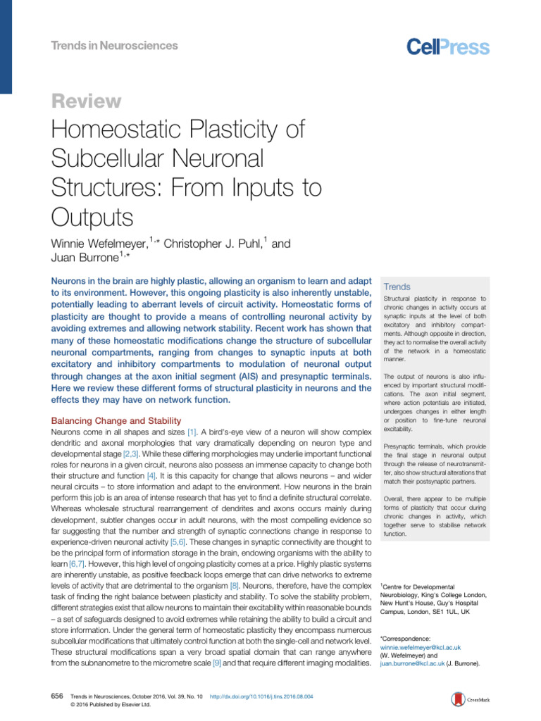Homeostatic Plasticity of Neuronal Structures | PDF | Synaptic Plasticity | Chemical Synapse