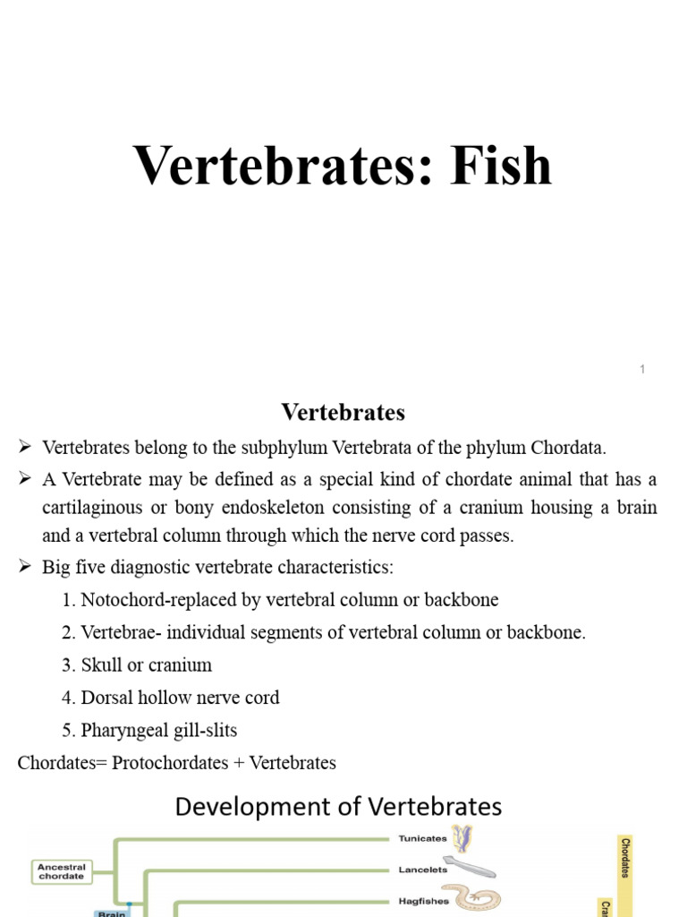 Vertebrtes (Fishes) | PDF | Vertebrates | Fish