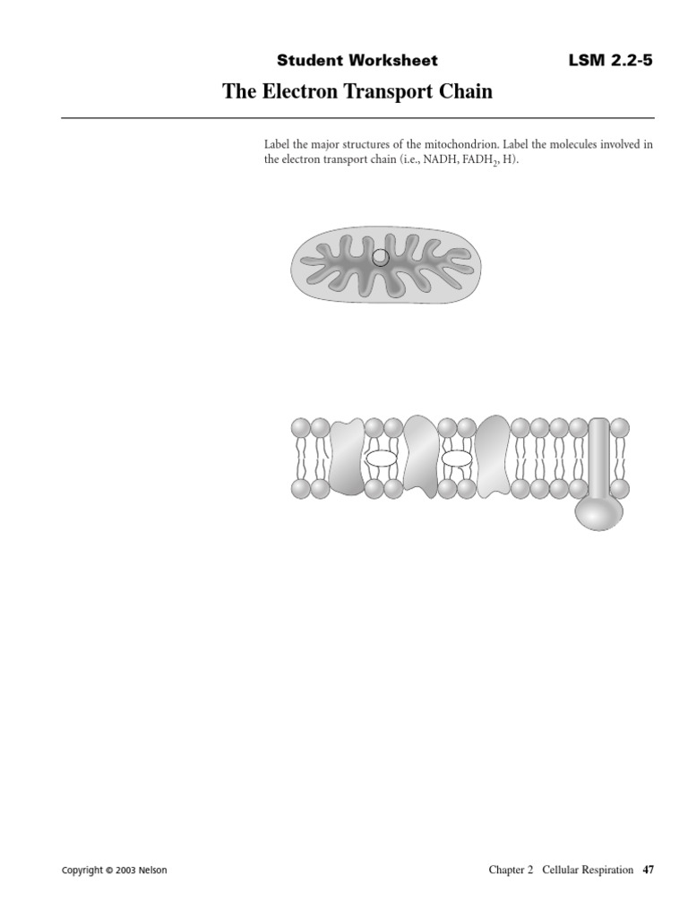 The Electron Transport Chain | PDF | Mitochondrion | Electron Transport ...