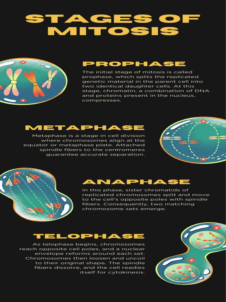Mitosis Infographic in Green Blue Hand Drawn | PDF