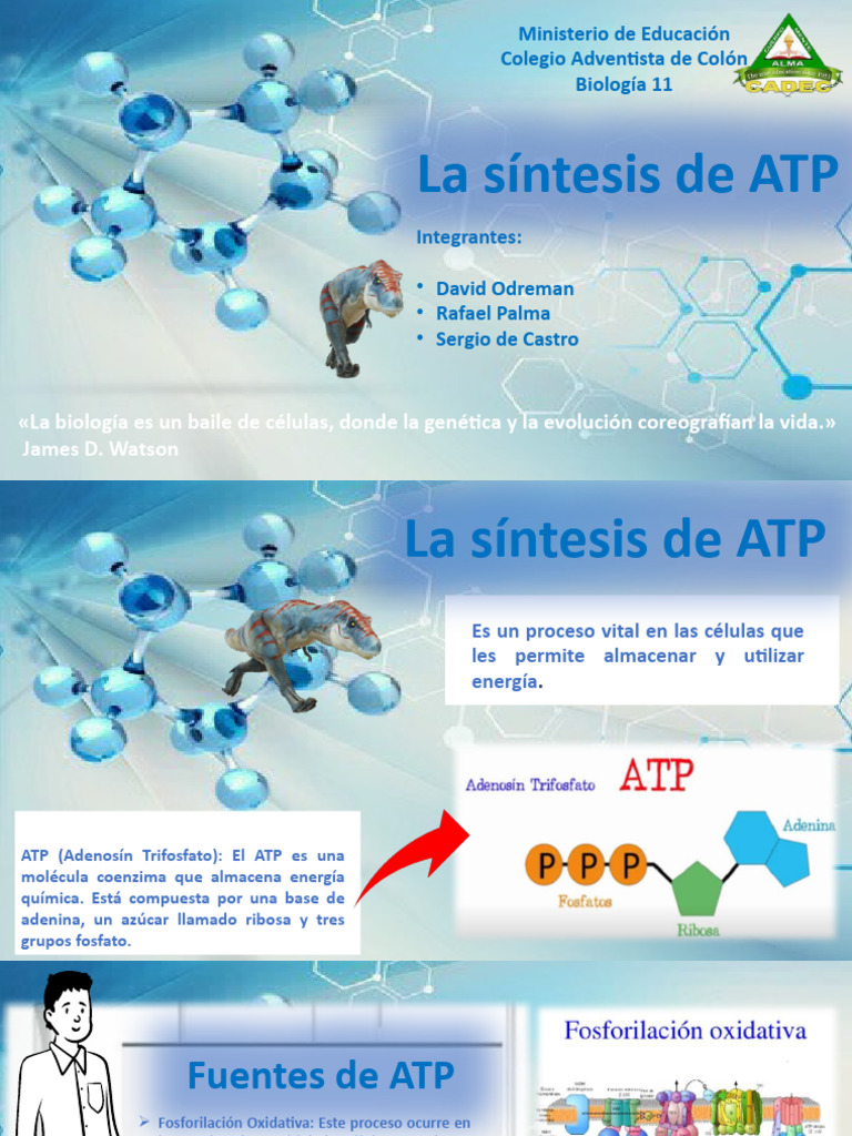 Síntesis y Funciones del ATP en Células | PDF | Trifosfato de adenosina ...