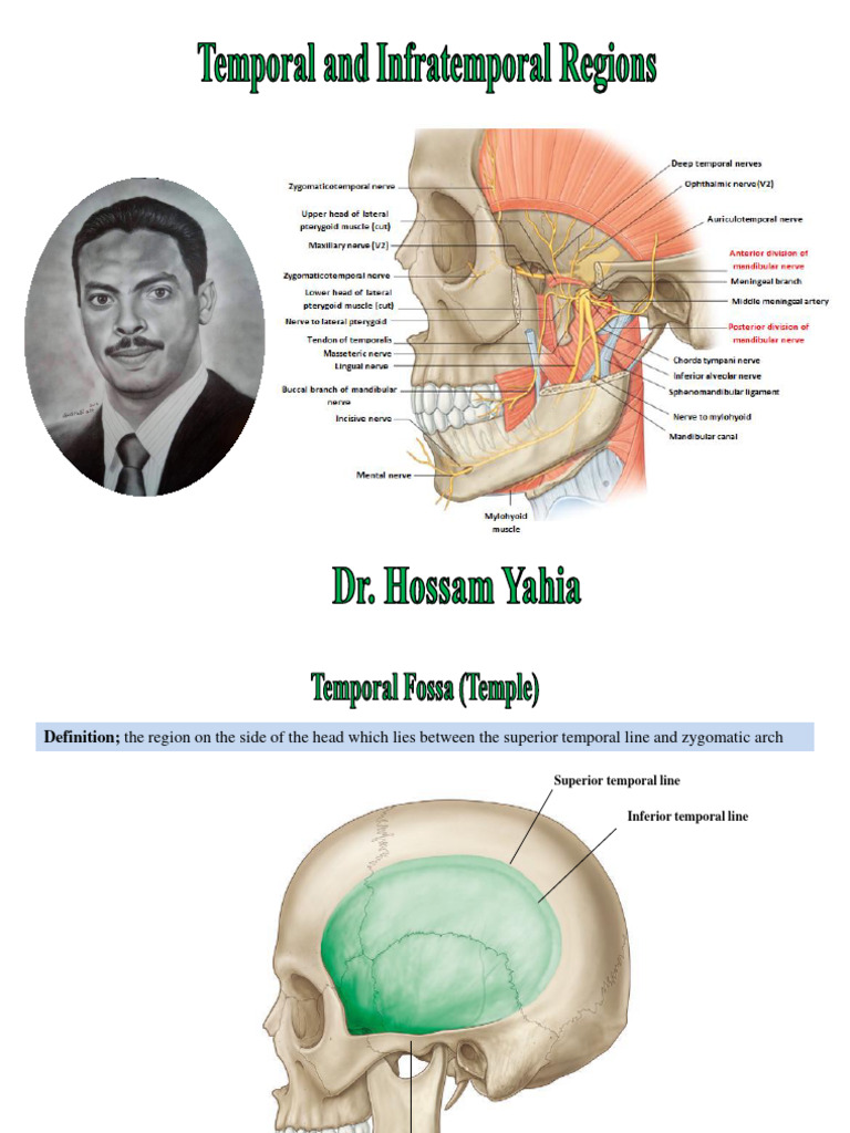 Temporal Fossa & Infratemporal Fossa and Muscles of Mastication | PDF ...