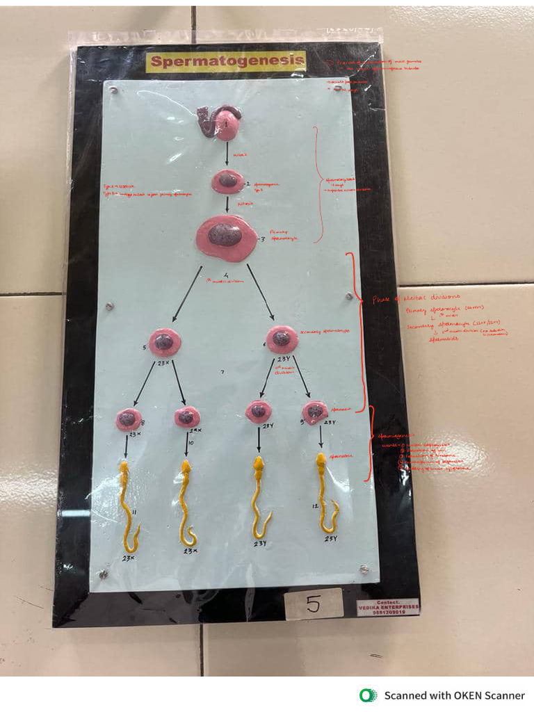 Embryology Models | PDF | Biology | Reproduction
