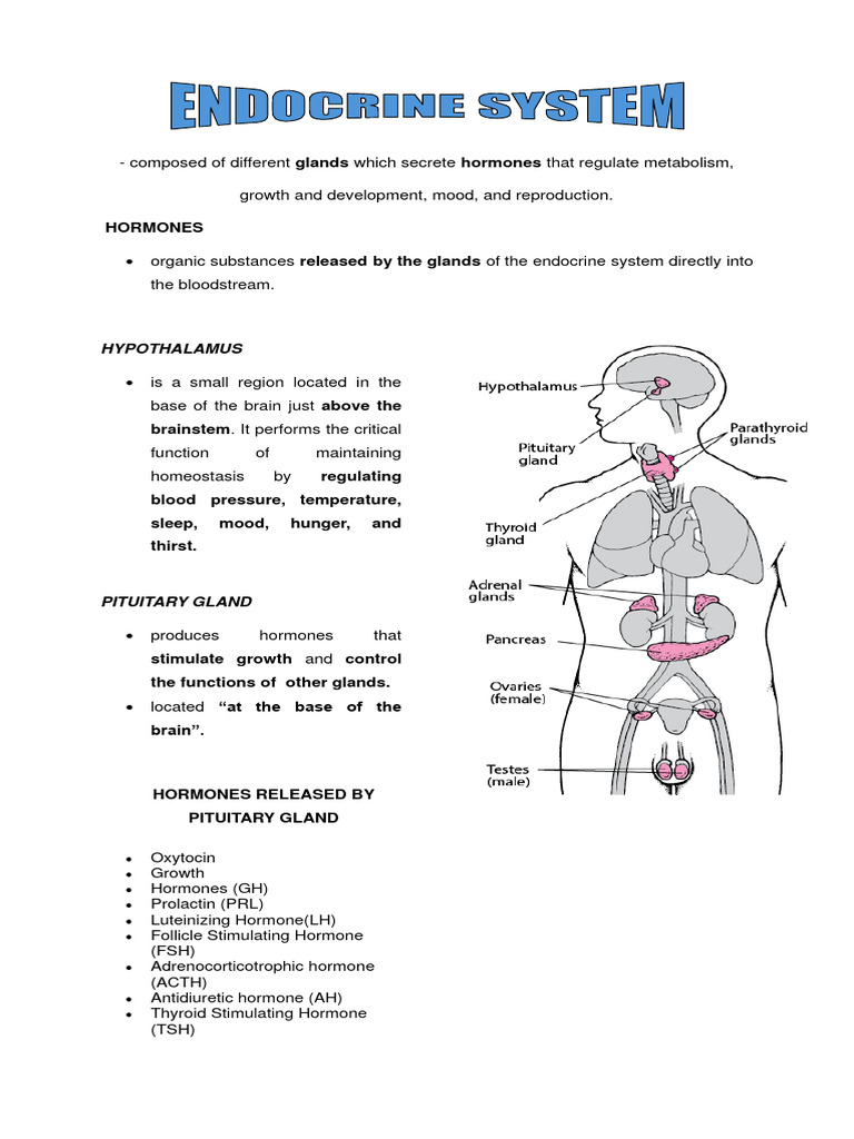 ENDOCRINE-SYSTEM-REVIEWER | PDF | Luteinizing Hormone | Menstrual Cycle