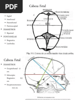 Efecto Poseiro en el Embarazo | PDF | Placenta | Feto
