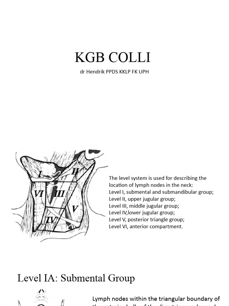 KGB Colli | Download Free PDF | Neck | Anatomy