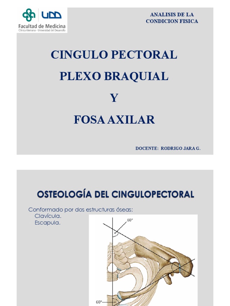Anatomía del Cíngulo Pectoral | PDF | Anatomía de los primates | Tejido ...