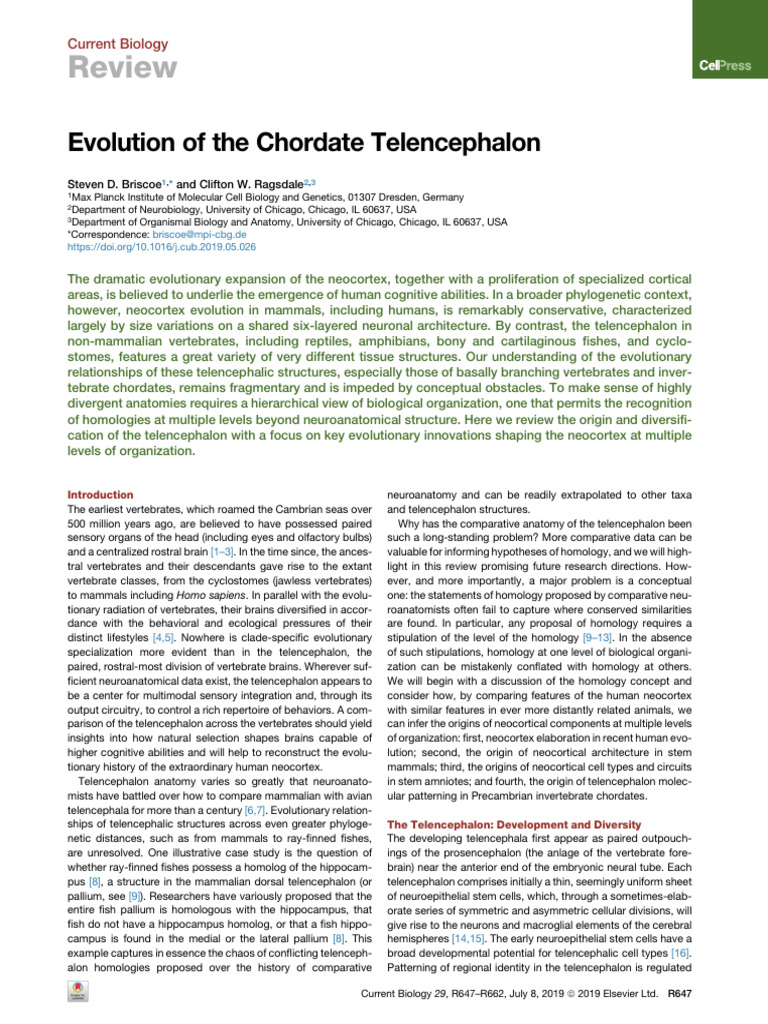 2019 Evolution of The Chordate Telencephalon | PDF | Neocortex | Cerebrum