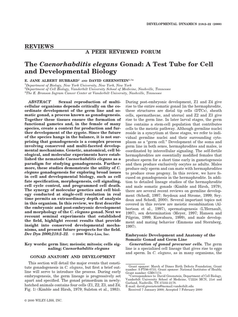 Caenorhabditis Gonade | PDF | Mutation | Gene