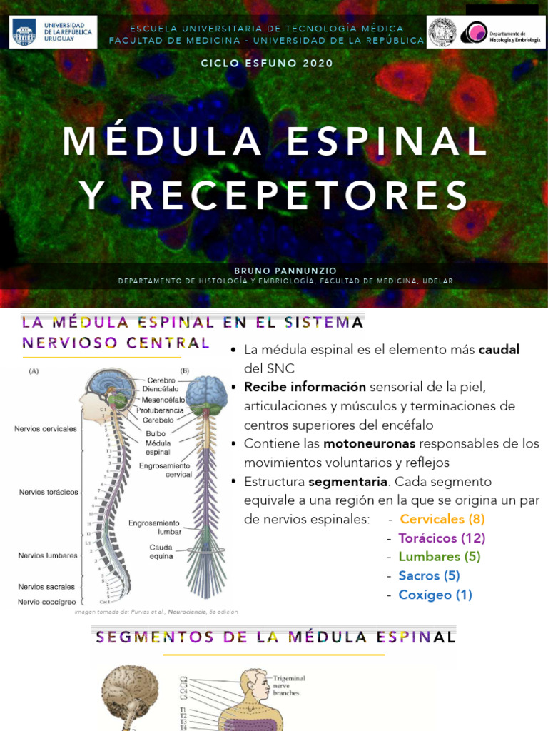 6 - Histo MedulaEspinal Receptores | PDF | Médula espinal | Piel