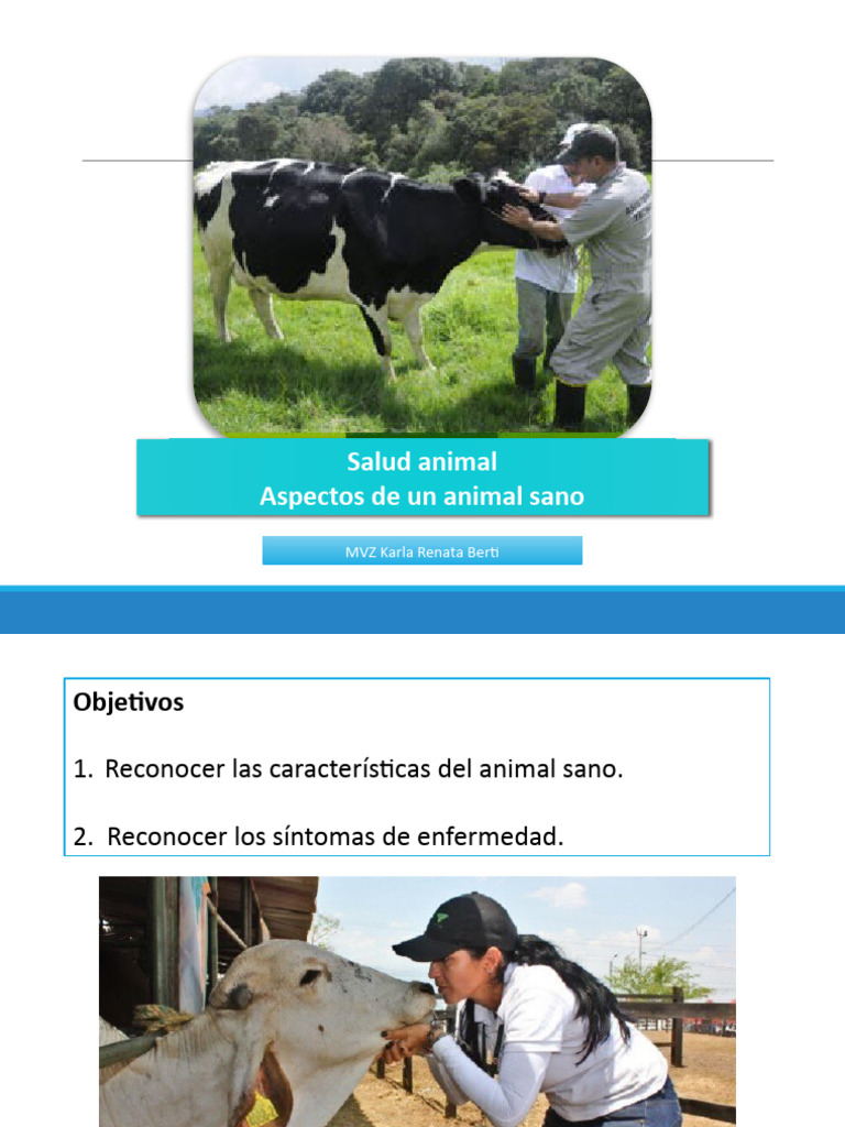 Características de Animales Sanos | PDF | Vacas | Oveja