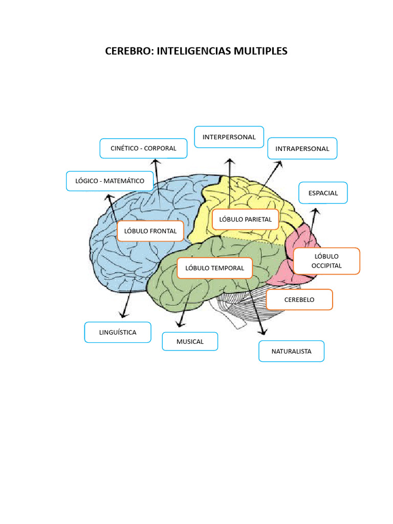 Cerebro Inteligencias Multiples | PDF | Ciencias sociales | Estudios de ... Cerebro Inteligencias Multiples | PDF | Ciencias sociales | Estudios de ...
