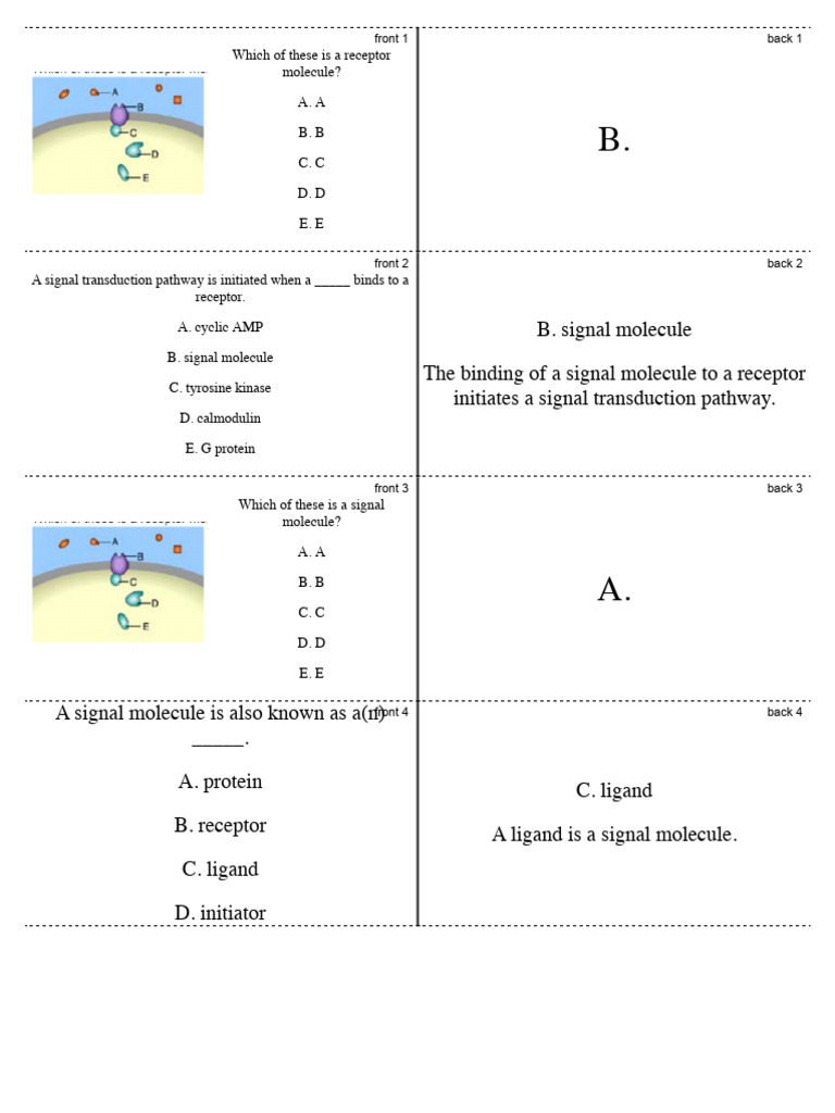 Print Exam 4: Ch. 11: Cell Communication flashcards | Easy Notecards ...