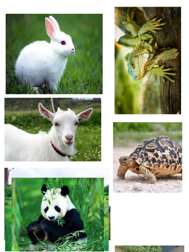 Animales Herbívoros y sus Tipos | PDF