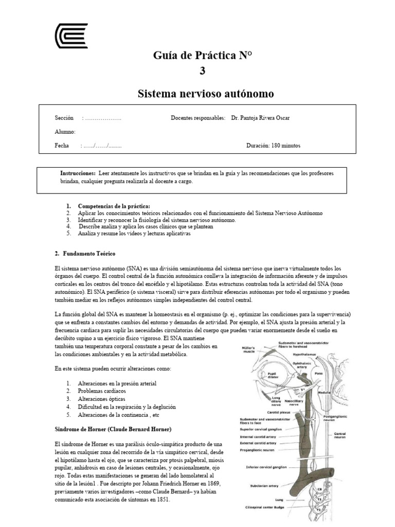 GUÍA PRACTICAS No. 3 | PDF | Sistema nervioso autónomo | Anatomía