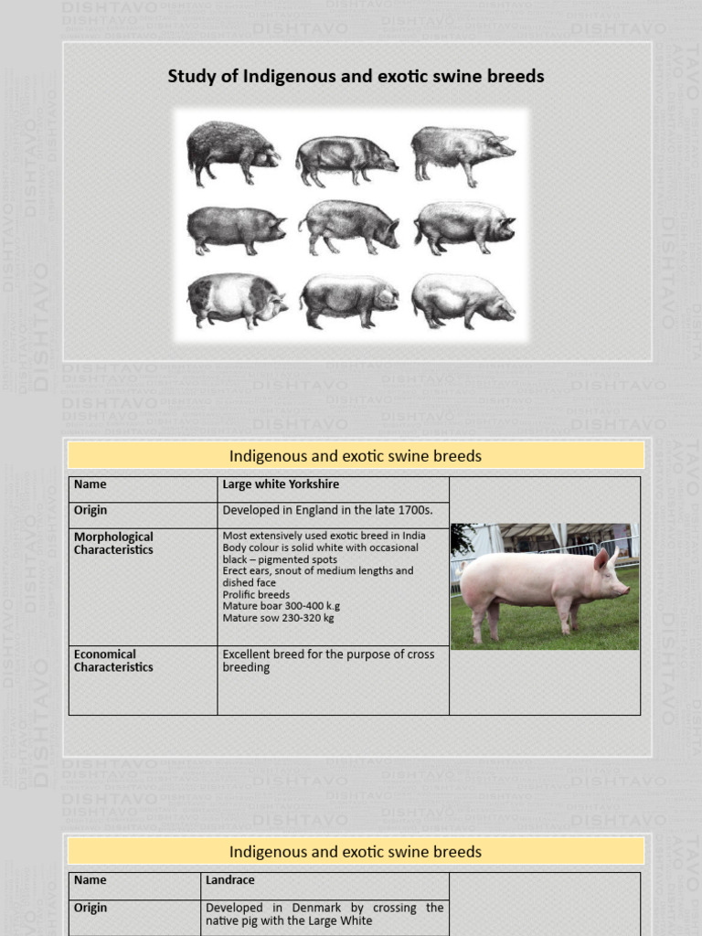 Swine Breeds & Care Guide | PDF | Pig | Domesticated Animals