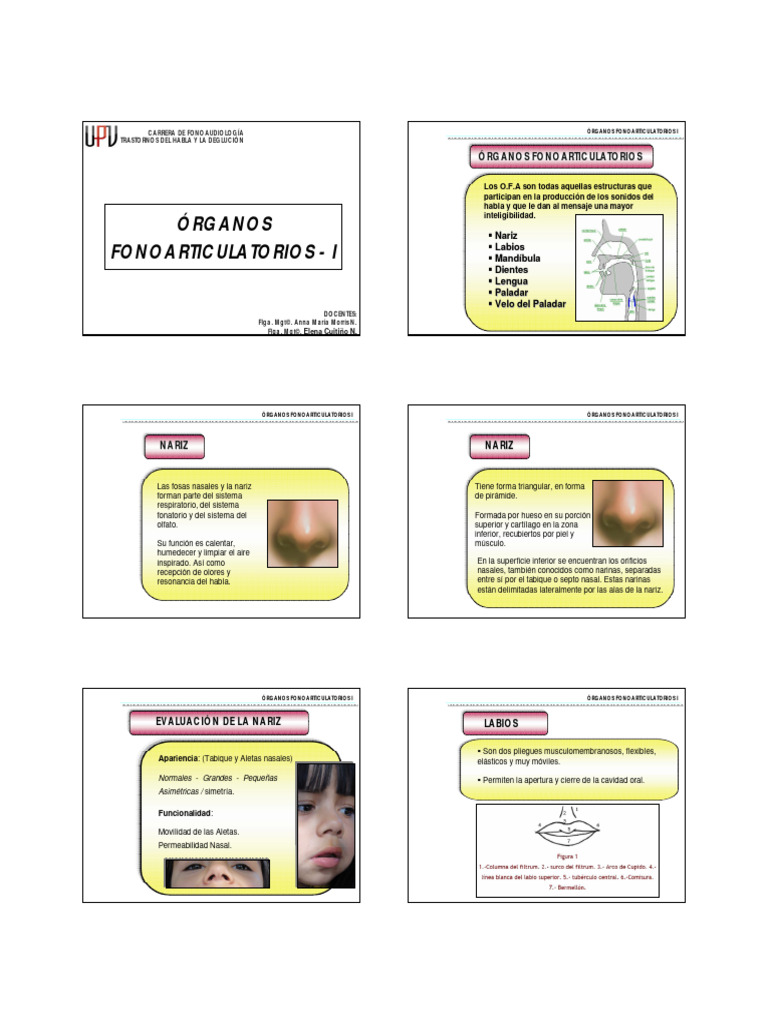 Apunte OFA 1 | PDF | Diente | Anatomia dental