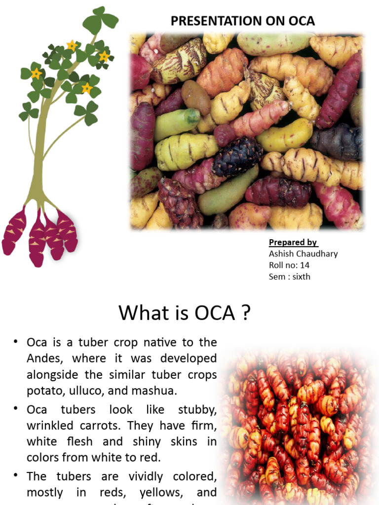 Presentation On Oca: Prepared by | PDF | Edible Plants | Crops
