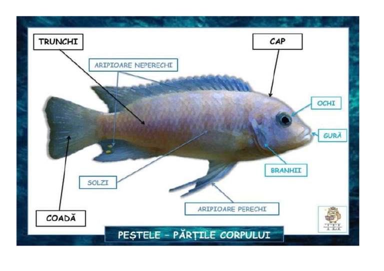 Pestele Observare | PDF
