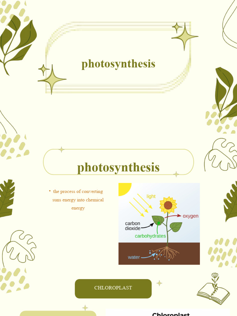 Photosynthesis and Plant Transport Systems | PDF