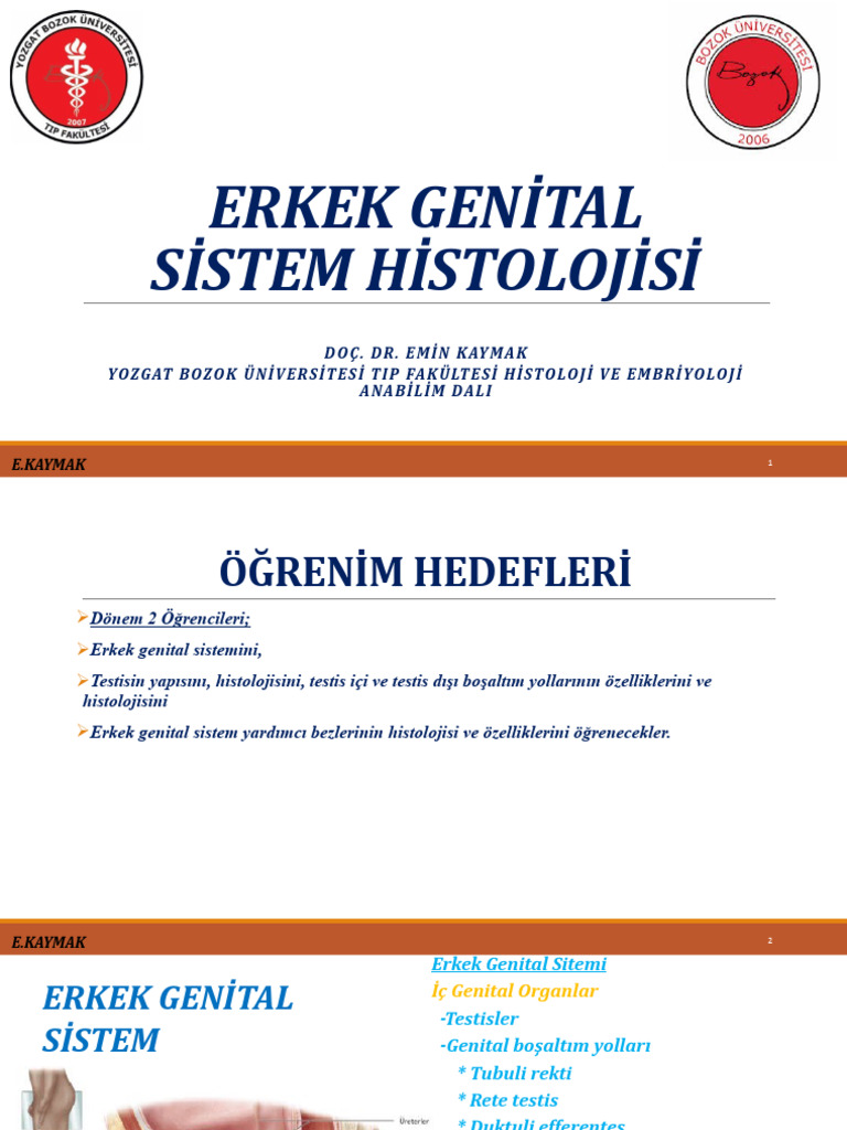 Erkek Geni̇tal Si̇stem Hi̇stoloji̇si̇ | PDF