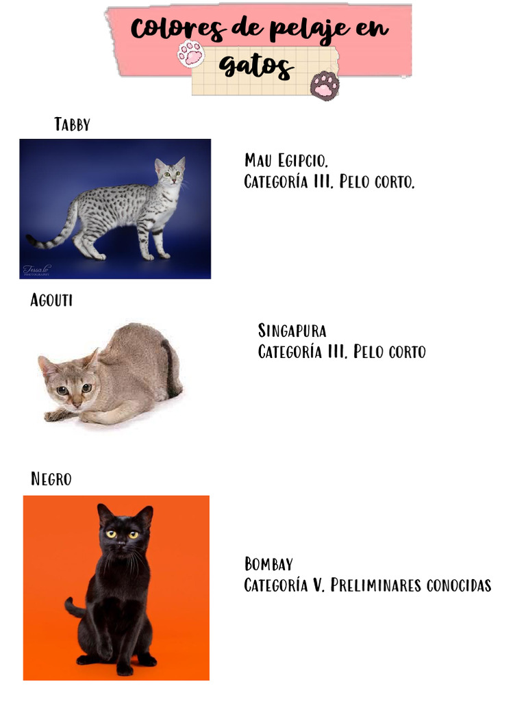 Colores de gatos | PDF