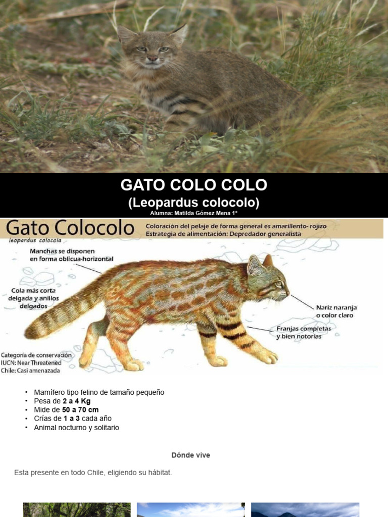 Gato Colocolo | PDF | Hogar, jardinería y bricolaje | Ciencia y matemáticas