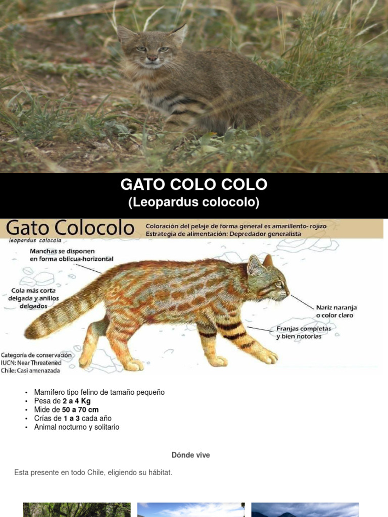 Gato Colo Colo: Hábitat y Conservación | PDF | Cocina, comidas y vino ...