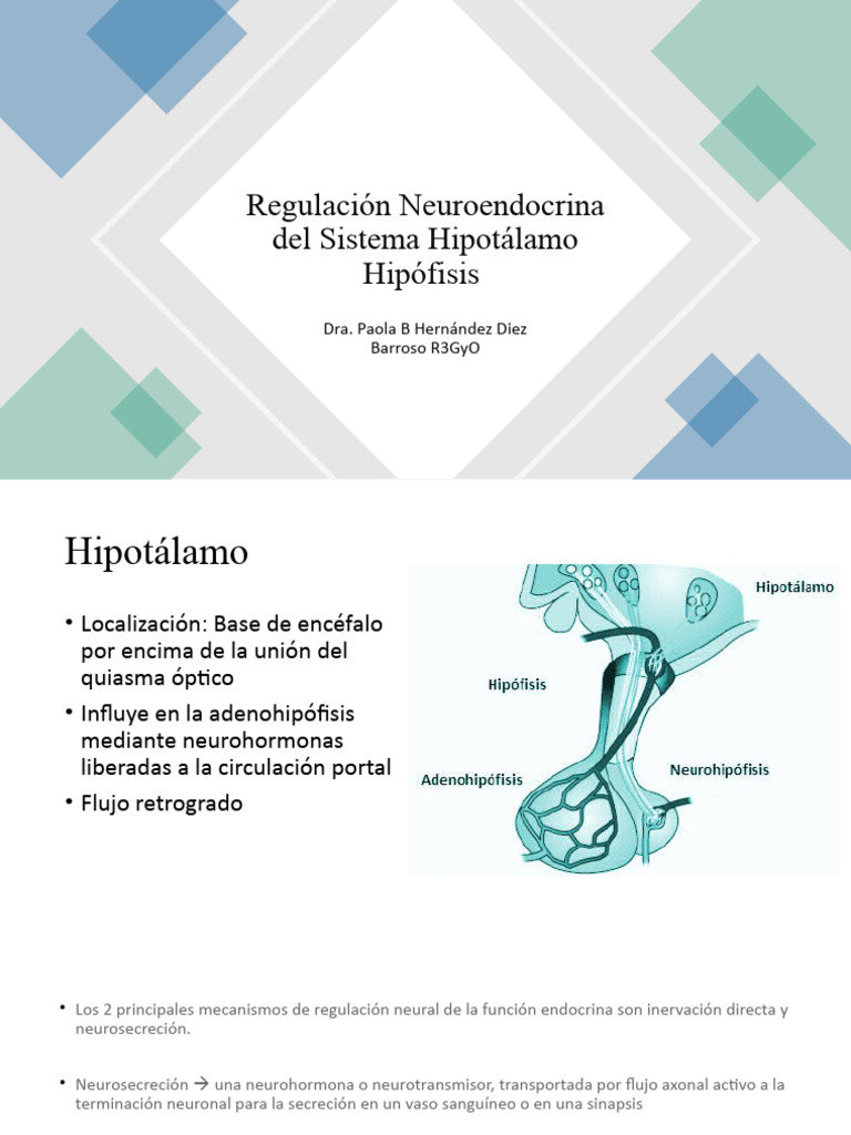 Regulación Neuroendocrina Hipotálamo-Hipófisis | PDF | Hormona luteinizante | Hormona ...