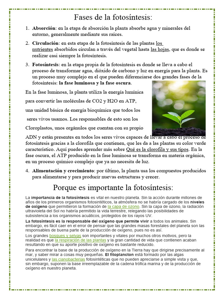 Fases de La Fotosíntesis | Descargar gratis PDF | Fotosíntesis | Plantas