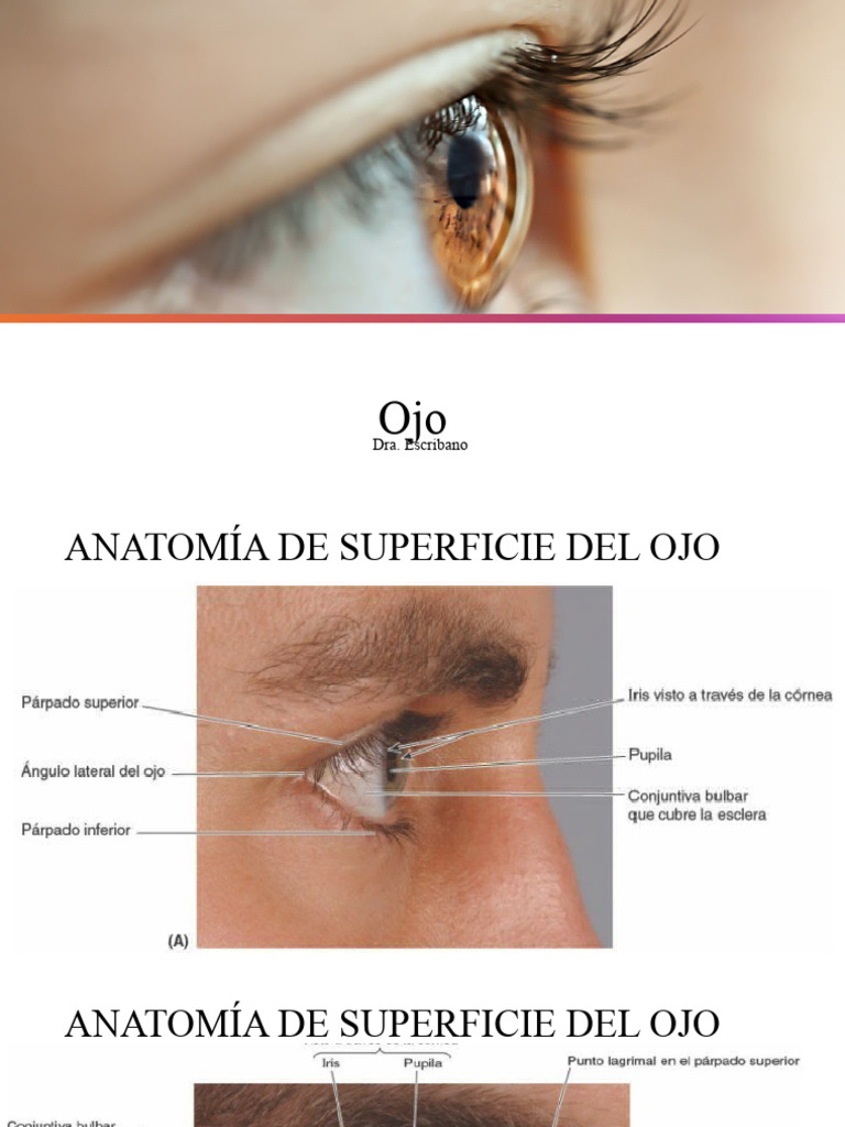 Ojo Final | PDF | Ojo humano | Sistema visual