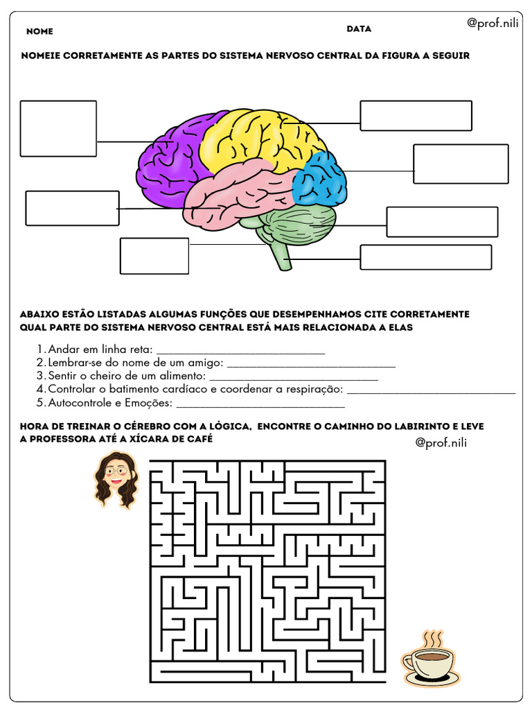 Atividade - Sistema Nervoso Com Labirinto | PDF | Sistema nervoso central | Cérebro