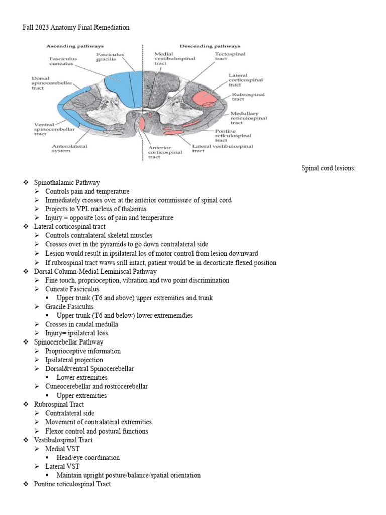 Anatomy Remediation | Download Free PDF | Spinal Cord | Adrenal Gland
