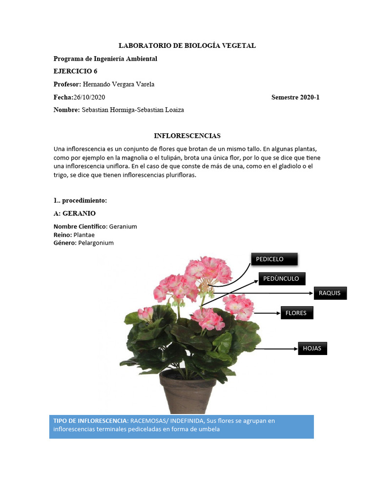 Tipos de Inflorescencias en Plantas | PDF | Botánica | Plantas